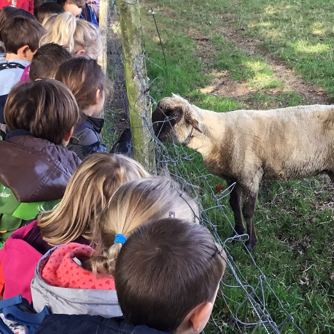 Ferme à visiter autour de moi - La Ferme du Forsdoff